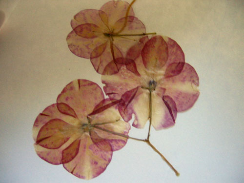 HOW TO - Press Flowers - Make: