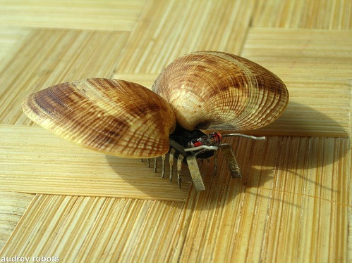 Chip and Shell Bug - Make: