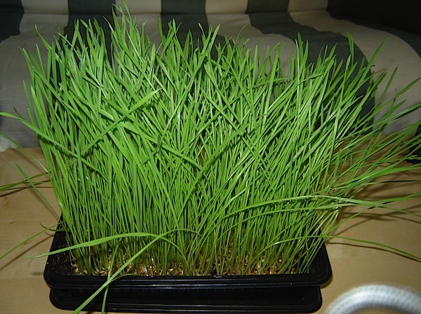HOW TO - Grow Wheatgrass - Make: