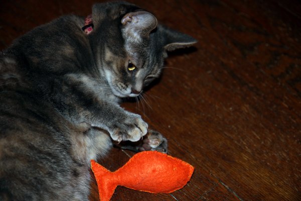 Cat Toy Patterns - Make: