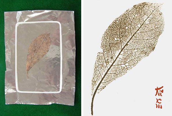 HOW TO: Nature Printing With Simple Supplies - Make: