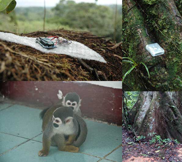 Tom Igoe's monkey tracking adventures - Make: