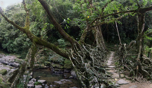 Living root bridges - Make: