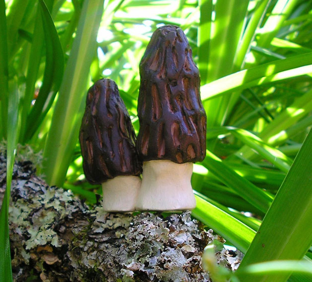 Marvelous Black Morels - Make: