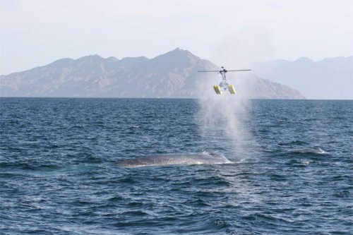 Told You So: Whale snot takes Ig Nobel - Make:
