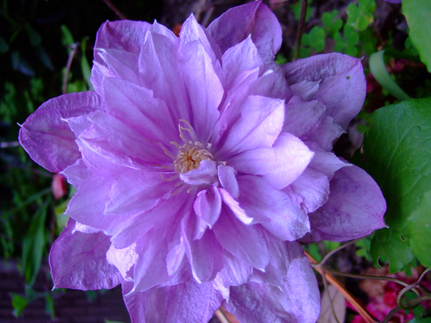 Clematis Flower Meaning | Best Flower Site