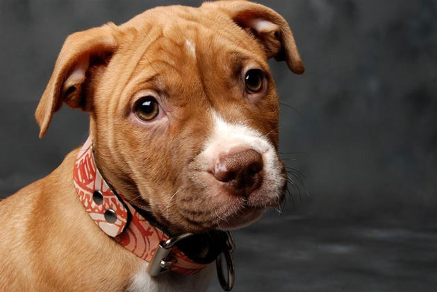 Ruff Haus Handmade Dog Collars - Make: