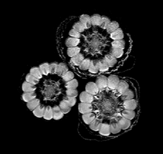 Fruit and Vegetable MRIs - Make: