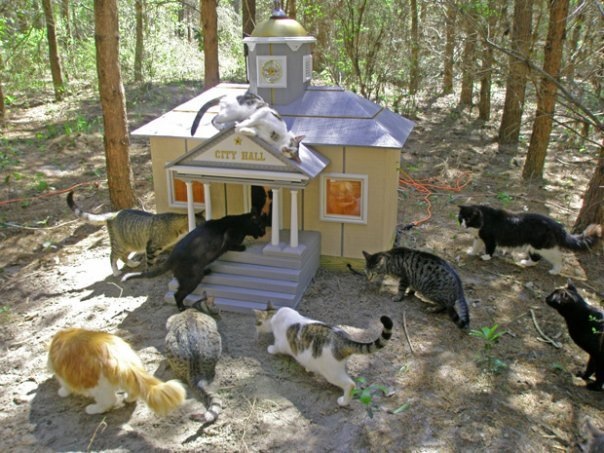 Caboodle Ranch, a Village for Cats - Make: